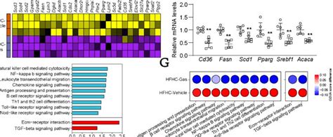 Hepatology：天麻素通过激活ampk信号通路改善非酒精性脂肪肝 专区 生物谷