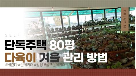 단독주택 80평에서 키우는 다육이 겨울나기다육이 천국 Youtube