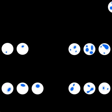 planning trees with nodes representing beliefs and inner blue shapes
