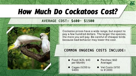 Cockatoo Prices In 2024 Purchase Cost Supplies Food And More A Z
