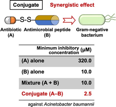 Development Of Antimicrobial Peptide Antibiotic Conjugates To Improve The Outer Membrane