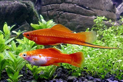 Swordtail Fish Care 101 A Complete Care Guide To Swordtails