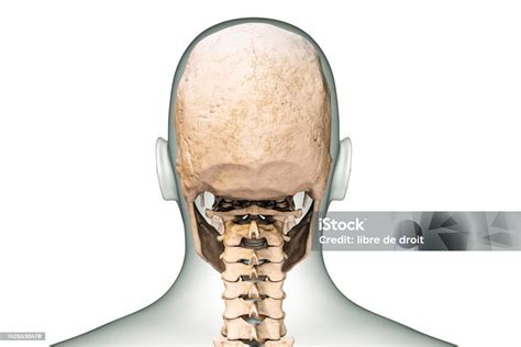 경추 척추 및 신체 윤곽선이있는 인간의 두개골 또는 머리 뼈의 사후 또는 뒤면보기는 흰색 배경에 고립 된 3d 렌더링 그림입니다 해부학 난소학 과학 생물학 개념 목뼈에 대한