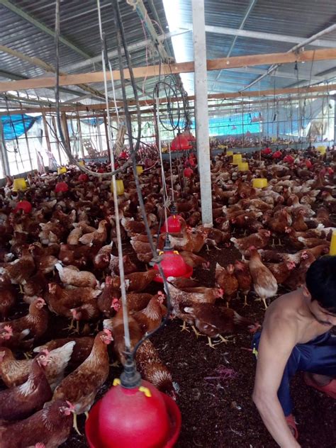 จำหน่ายไก่ไข่สาว 17 18 สัปดาห์ ราคา ตัวละ 175 185 และเป็ดไข่สาว 1 2 อาทิต 160 165 บาท เลี้ยง 1 2