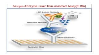 Enzyme Linked Immunosorbent Assay Elisa And Its Clinical Significance