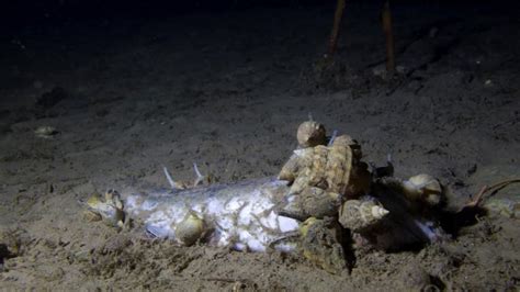 Underwater Divers Finding Bodies At Brayden Dalton Blog