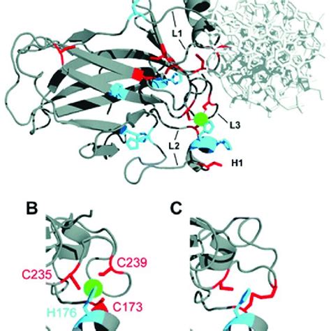А The X Ray Structure Of The Human P53 Dna Binding Domain The Green