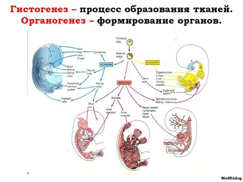 Онтогенез Основные понятия презентация онлайн