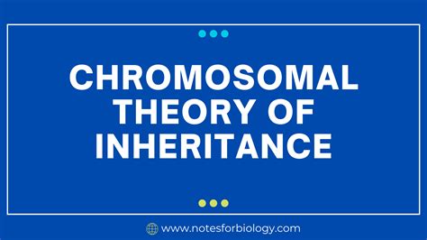 Chromosomal Theory Of Inheritance Best Biology Notes