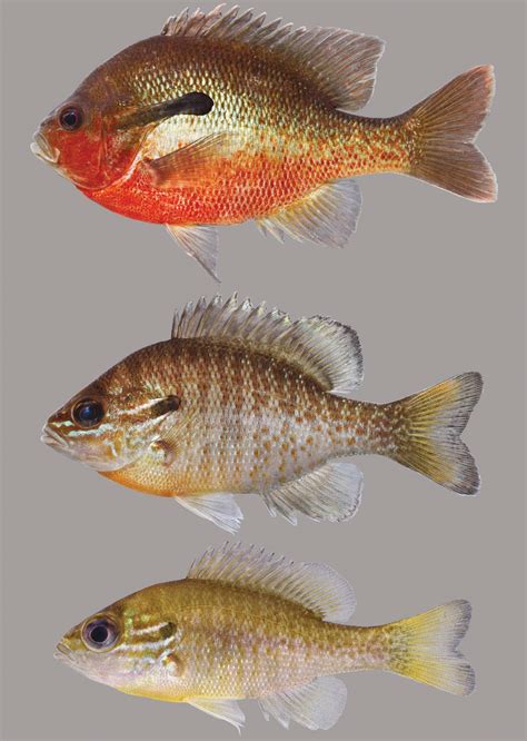 Freshwater Sunfish Species