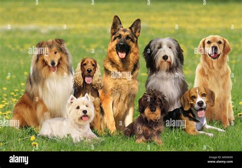 Major Groups Of Dogs