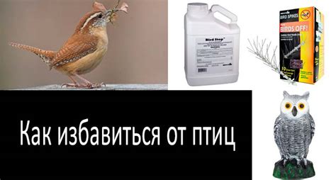Как избавиться от птиц: TОП-17 лучших отпугивателей птиц