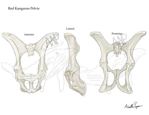 Artstation Pelvic Limb And Tail Musculature Of The Red Kangaroo