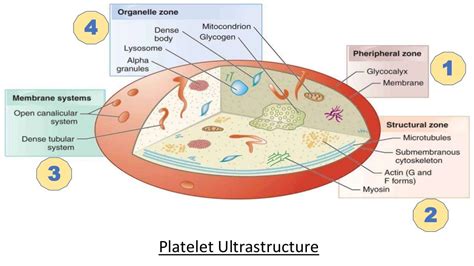 Platelet Function Tests