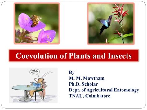 Coevolution Of Plant And Insects Pdf Beekeeping Hobbies And Interests
