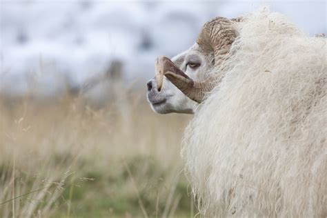 Horned Icelandic Sheep Smithsonian Photo Contest Smithsonian Magazine