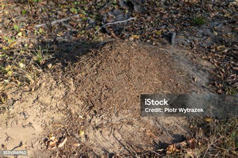 낙 엽 숲에서 개미는 작은 집 개미가 살고 있는 마운드입니다 여름의 계절입니다 0명에 대한 스톡 사진 및 기타 이미지 0명 갈색 개미 Istock