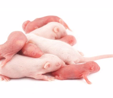 Feeding Cats Pinky Mice At Jeffery Vaughn Blog
