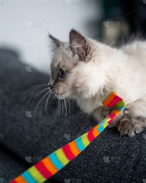 顽皮的小猫素材 花瓣网