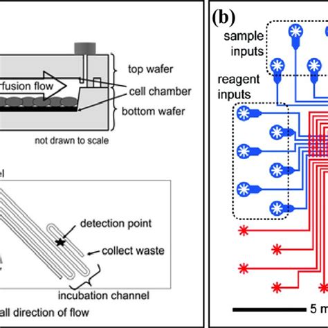 A Enzyme Based On Chip In Situ Metabolite Monitoring Device Cell Download Scientific
