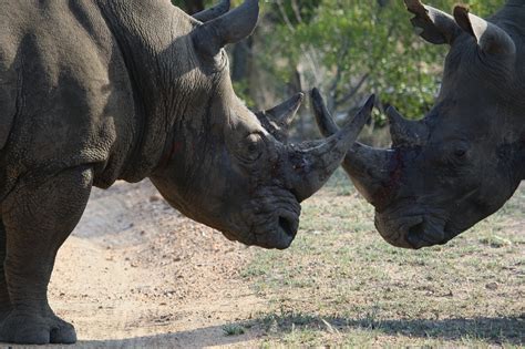 70 무료 Rhino 사진 And 코뿔소 이미지 Pixabay