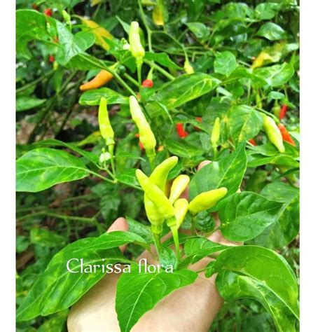 Jual Tanaman Pohon Cabe Rawit Setan Super Pedas Pohon Cabe Super