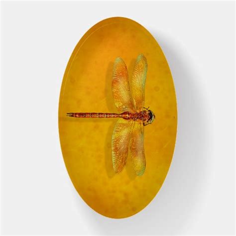 Dragonfly Trapped In Amber Sap Fossil Replica Paperweight Zazzle