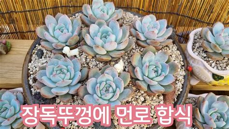 다부댁도 도전 장독뚜껑에 먼로 합식해요 이렇게 예쁜 먼로는 꽃나래다육에서 온 아가들입니다 Youtube