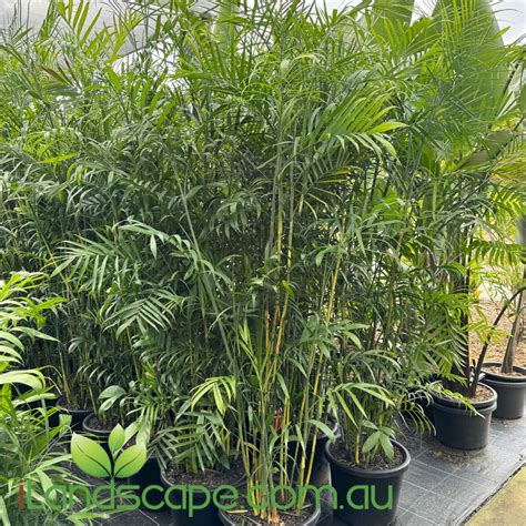 Chamaedorea Seifrizii Bamboo Palm Sunshine Coast Nursery And Garden