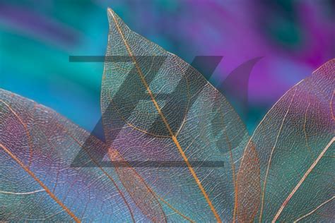 دانلود بکگراند لپ تاپ برگ های شفاف پاییزی دانلود رایگان فایل لایه باز، Psd، وکتور، لوگو و موکاپ