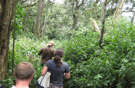Is Gorilla Tracking A Difficult Activity Safari Vacations And Travel