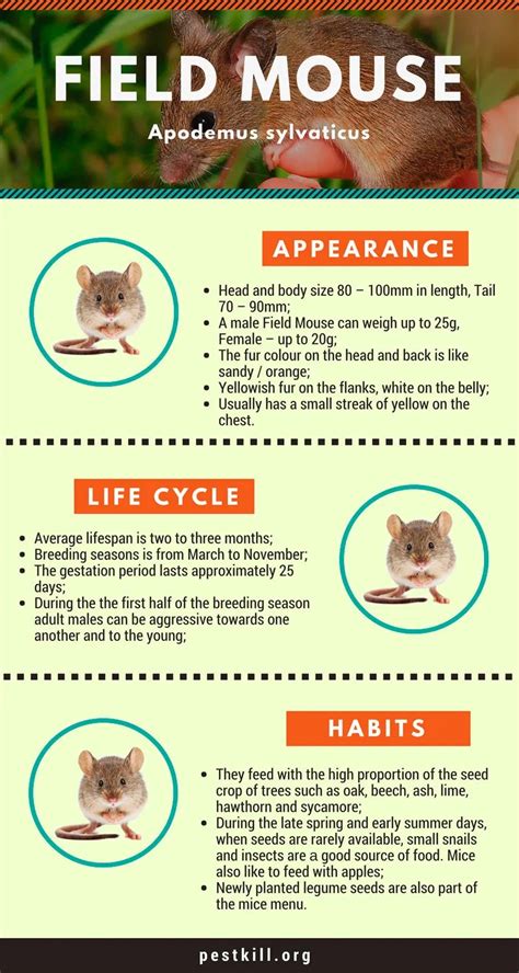 what is a field mouse and how can you get rid of them