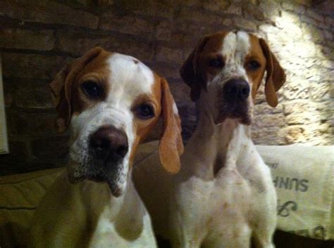 Jemima Puddle Pants And Her Brother Toby Chunsk English Pointer Dog Pointer Dog Bird Dogs