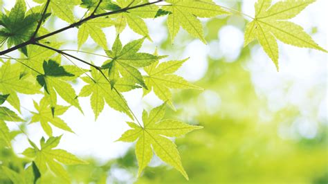 The Secret Of Tidy Git Repositories When Best To Merge And Rebase