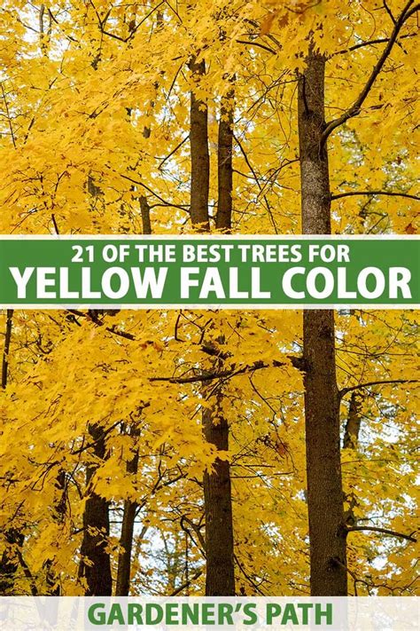 Vibrant Yellow Fall Foliage Discover Stunning Trees For Your Landscape