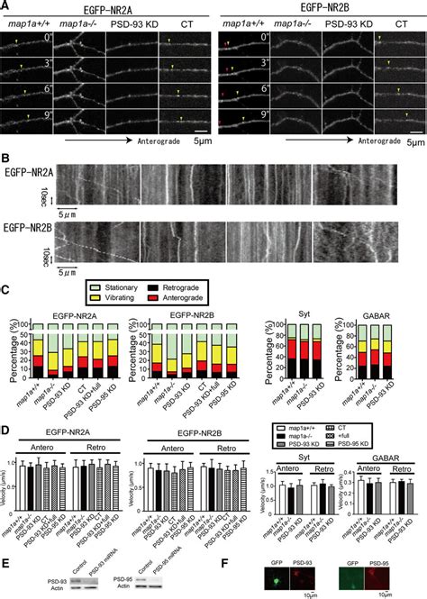 Reduced Intracellular Transport Of Egfp Nr2a2b In Map1a Mouse