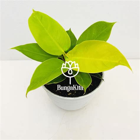 Jual Tanaman Hias Philodendron Moonlight Philo Lemon Shopee Indonesia