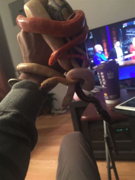 Pin By Nick Castro On Ball Python Ball Python Decor Home Decor