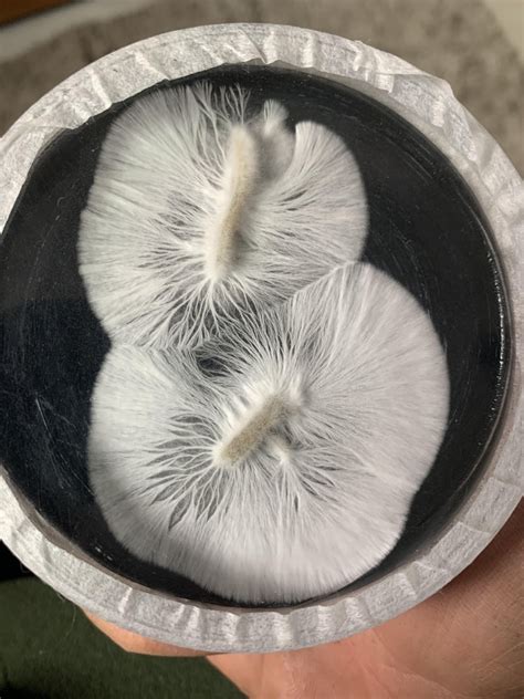 First Clean Clone Ragarporn