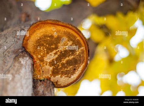 Close Up View Of A Shaggy Bracket On A Tree Inonotus Hispidus Stock Photo Alamy