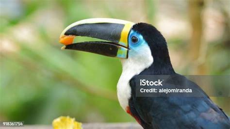 큰부리새 에콰도르 아마존에서 파파야를 먹는입니다 일반적인 이름 Tucan 과학적인 이름 Ramphastos Vitellinus 먹기에 대한 스톡 사진 및 기타 이미지