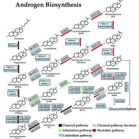 Androgen De Novo Synthesis And Metabolic Pathways Download