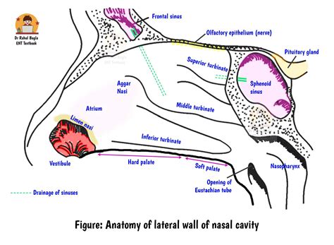Nose And Nasal Cavity Notes