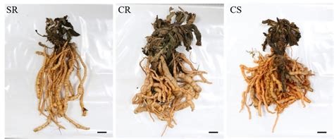 Comparison Of Root Morphology Of The Different Seedling Types SR Download Scientific Diagram