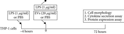Comparison Of Ev Biological Effects On Lps Induction Of Thp 1 Cells