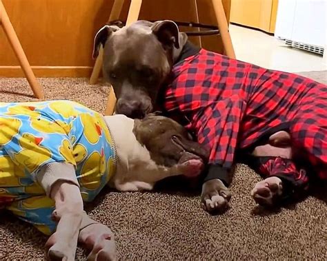 Comportamentul de căutare a atenției O problemă frevcentă pentru câini Cauze și soluții