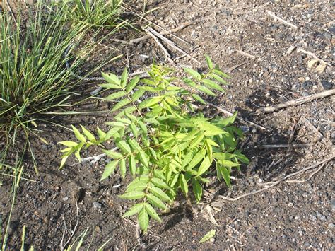 Tree Of Heaven Hunter Regional Weeds