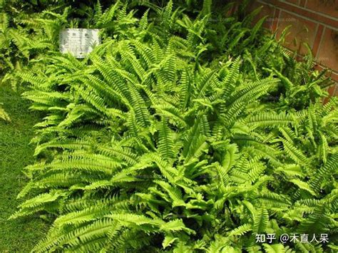 中药植物肾蕨简介 知乎