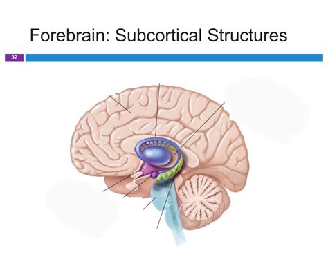 Forebrain Subcortical Structures Quiz