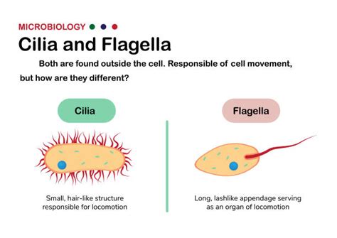 Animal Cell Flagella